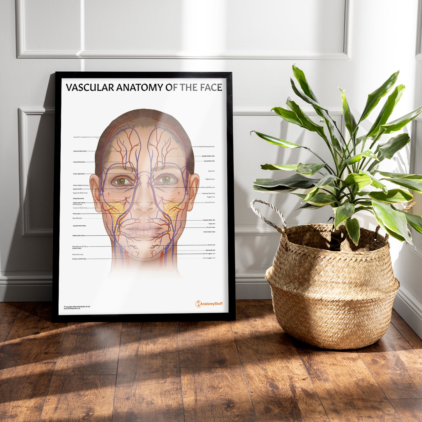 Facial Vascular System Poster | Anatomy of the Face Chart – AnatomyStuff