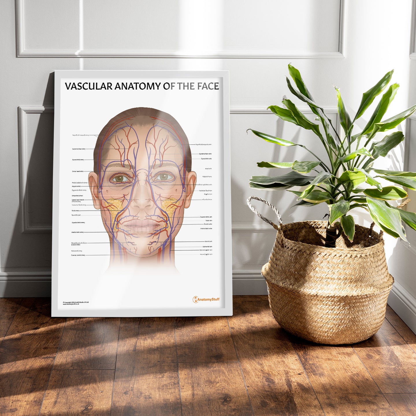Facial Vascular System Poster | Anatomy of the Face Chart – AnatomyStuff