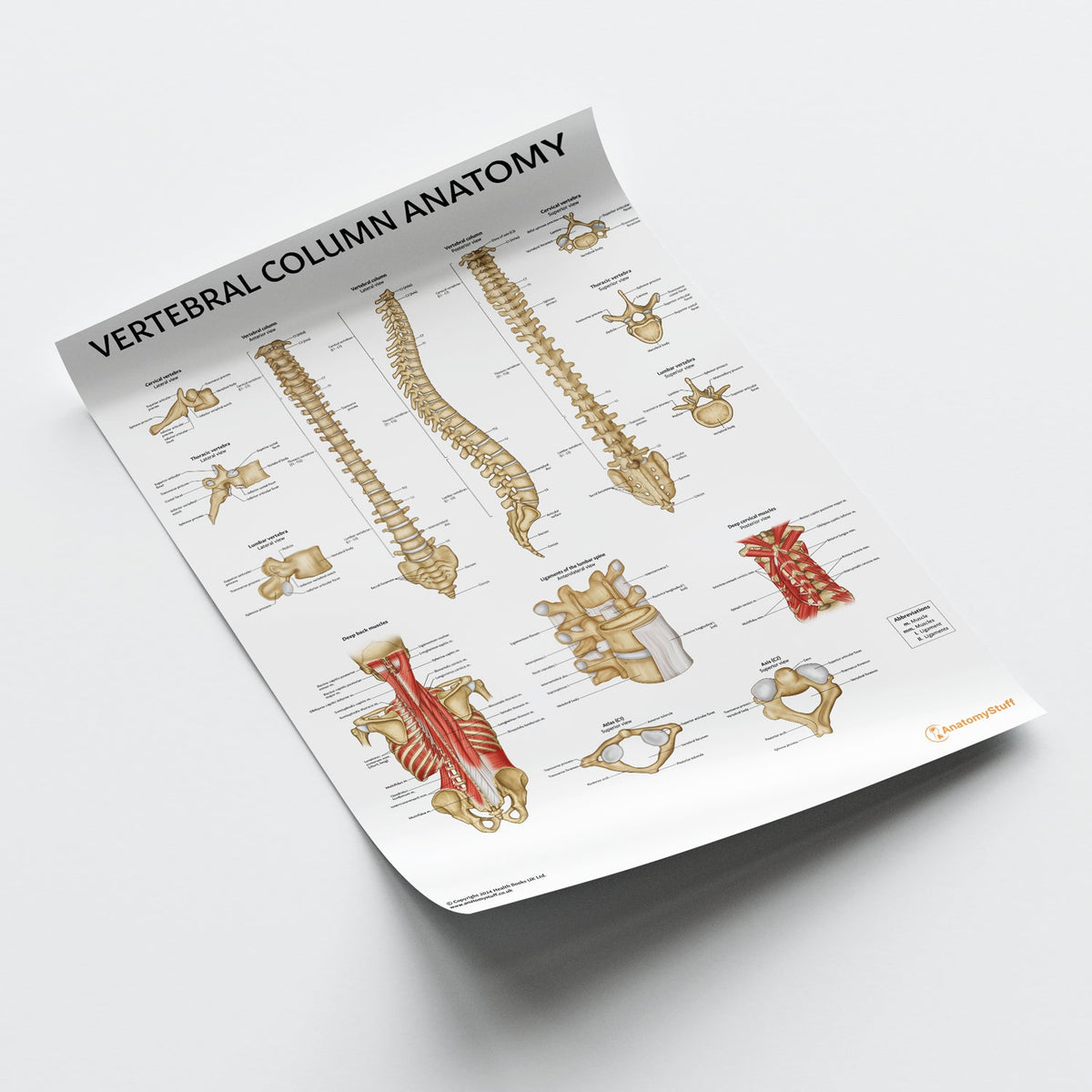 Vertebral Column Chart | Spine Anatomy Poster | Spinal Vertebrae ...
