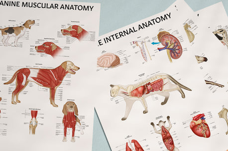 Anatomy Education & Clinical Skills Training Supplier – AnatomyStuff