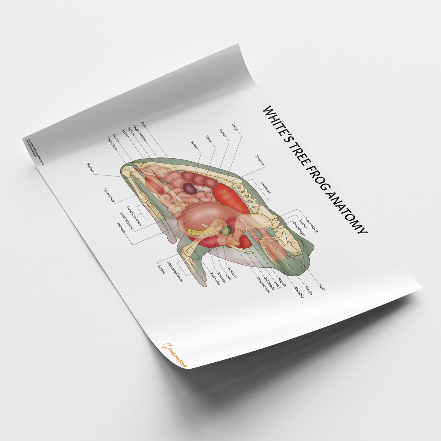 White's Tree Frog Anatomy Poster | Educational Exotic Pet Chart ...