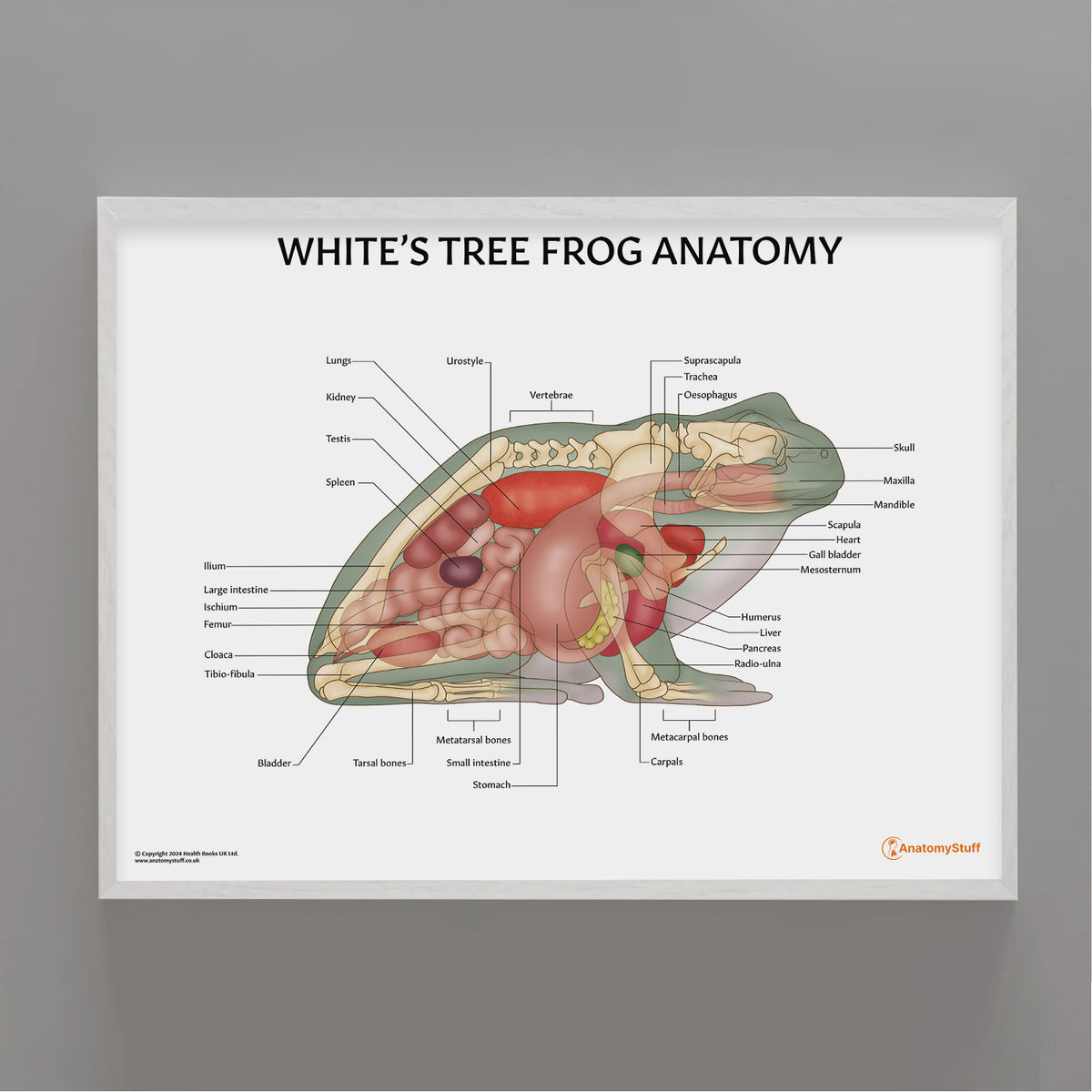 White's Tree Frog Anatomy Poster | Educational Exotic Pet Chart ...