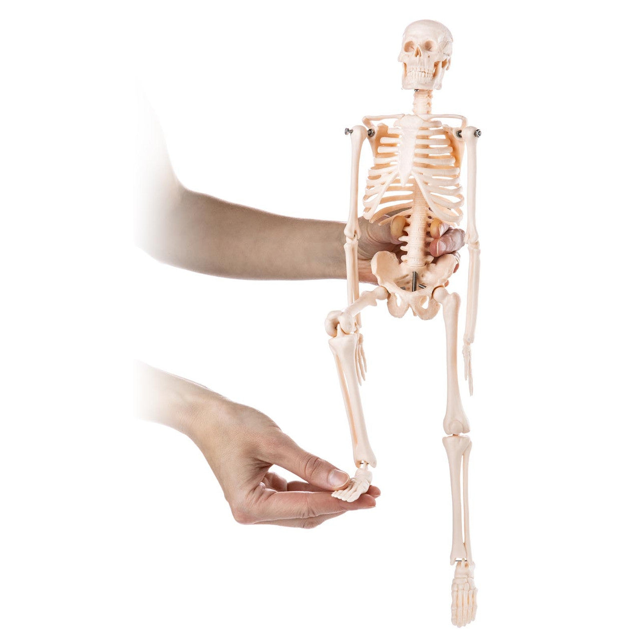 Budget Desktop Skeleton Model | 42cm Skeleton Miniature Plastic ...