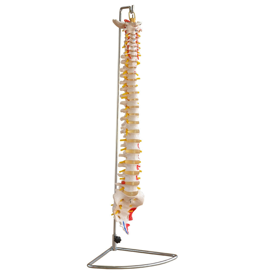 Budget Flexible Spine Model with Painted Muscles XC-107A | AnatomyStuff ...