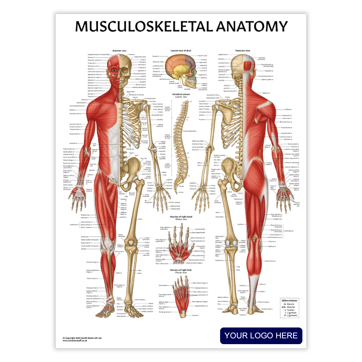 Custom Products | Human & Veterinary Anatomy Posters – AnatomyStuff